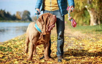 Daftar 3 Ras Anjing dengan Ukuran Badan Terbesar di Dunia - News+ on RCTI+