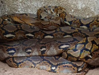 Menguak Misteri Ular Raksasa Penjaga Hutan Kalimantan yang Gemparkan ...