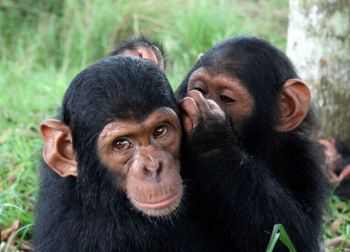 Asal-Usul HIV/AIDS, Ternyata dari Hewan Ini Lho! | News+ on RCTI+