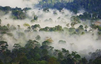 5 Ciri Hujan Tropis, Punya Kelembapan Hawa yang Tinggi | News+ on RCTI+