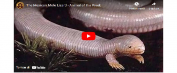 Tanda Kiamat Dabbah Muncul di Israel, Ternyata Hoaks | News+ on RCTI+