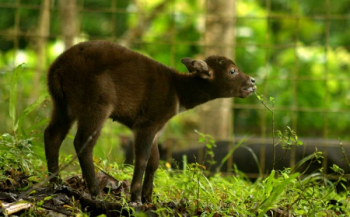 Cara Anoa Berkembang Biak, Mamalia Endemik yang Hidup di Daratan Pulau ...