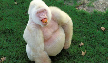Mengapa Ada Hewan Albino? Ini Alasannya! | News+ on RCTI+