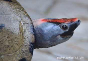Tuntong Laut, Spesies Kura-Kura Penghuni Hutan Mangrove yang Terancam ...