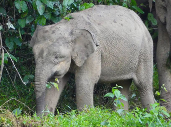 Menguak Asal-usul Gajah Kerdil Borneo, Sang Pelintas Batas Negara yang ...