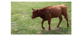 Apakah Benar Lahirnya Sapi Merah di Israel Pertanda Kiamat? | News+ on ...