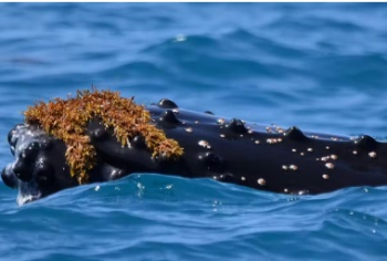 Fakta Unik, Ini Alasan Alga Laut Sering Menempel di Kepala Paus | News+ ...